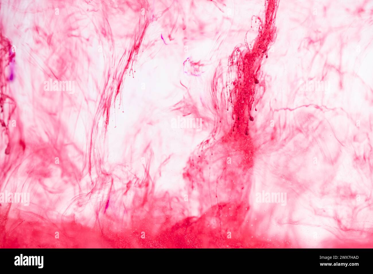 viva magenta colored smoke on a white background Stock Photo - Alamy