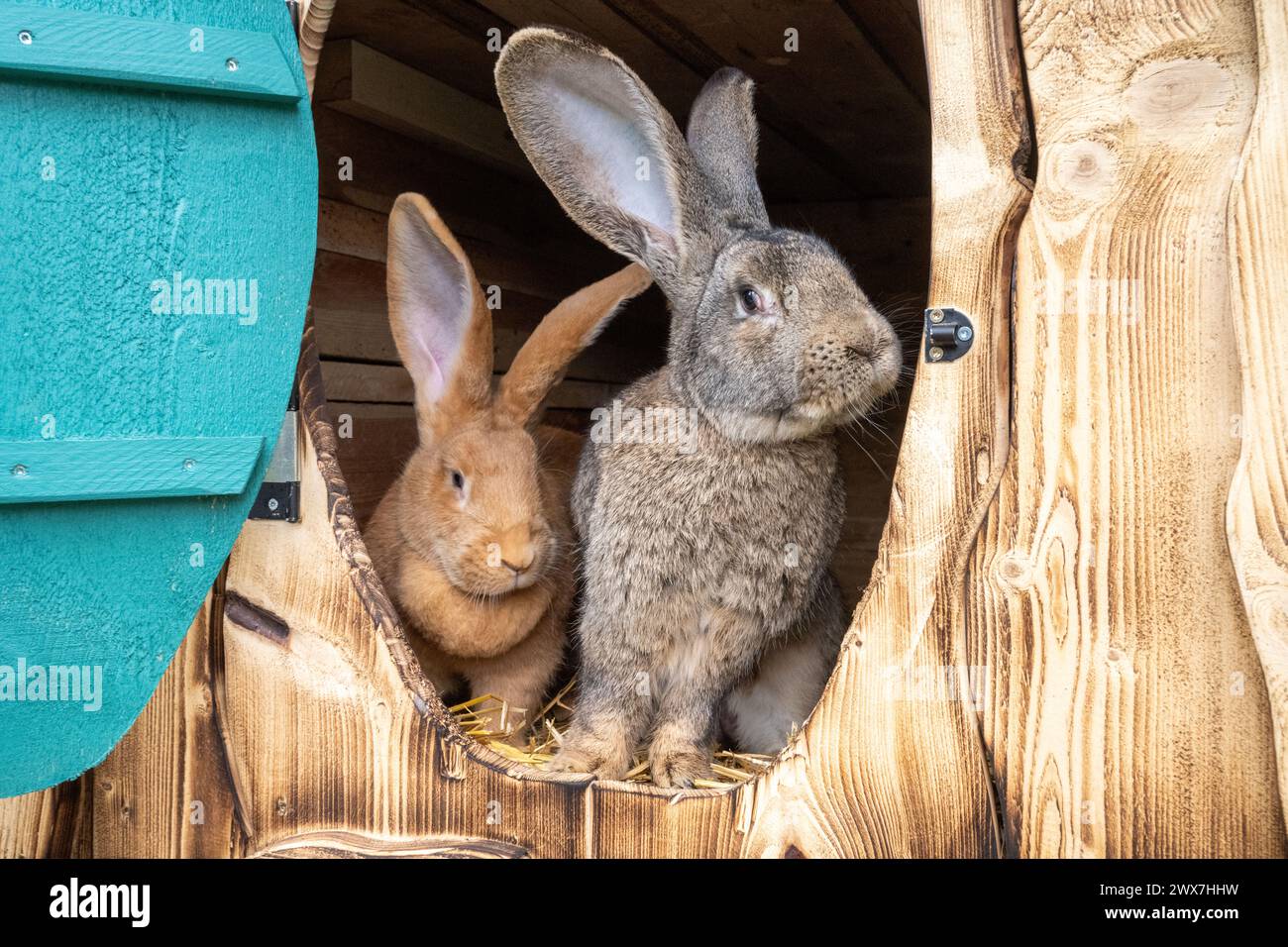 Stralsund, Germany. 28th Mar, 2024. Two pedigree rabbits (German Giants ...
