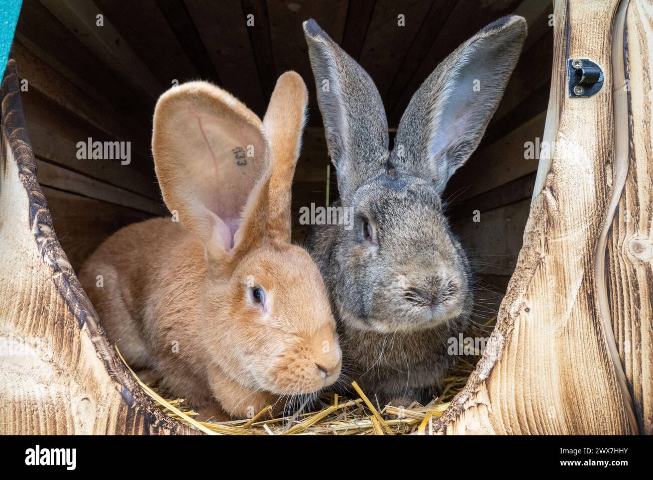 Stralsund, Germany. 28th Mar, 2024. Two pedigree rabbits (German Giants ...