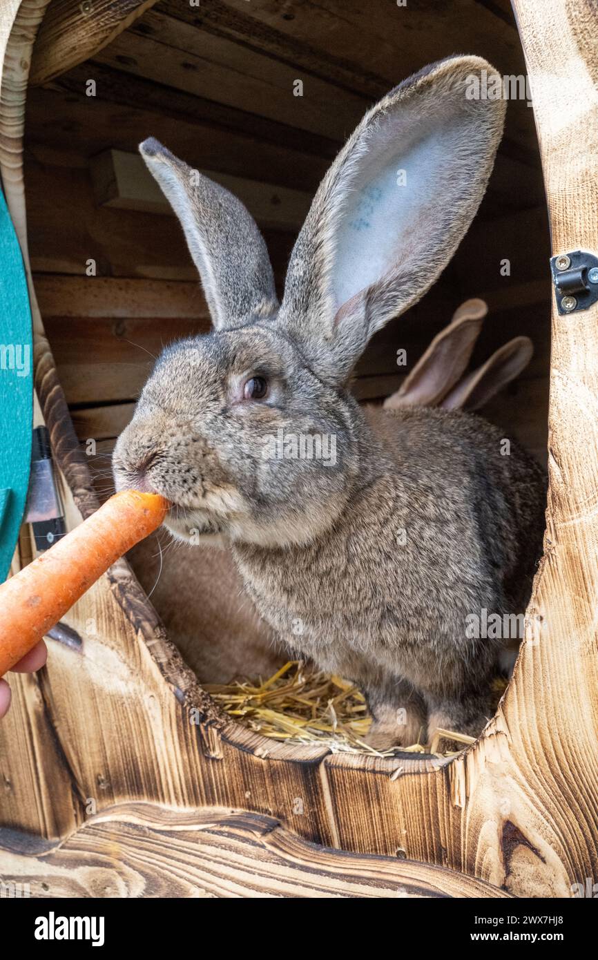 28 March 2024, Mecklenburg-Western Pomerania, Stralsund: A pedigree ...