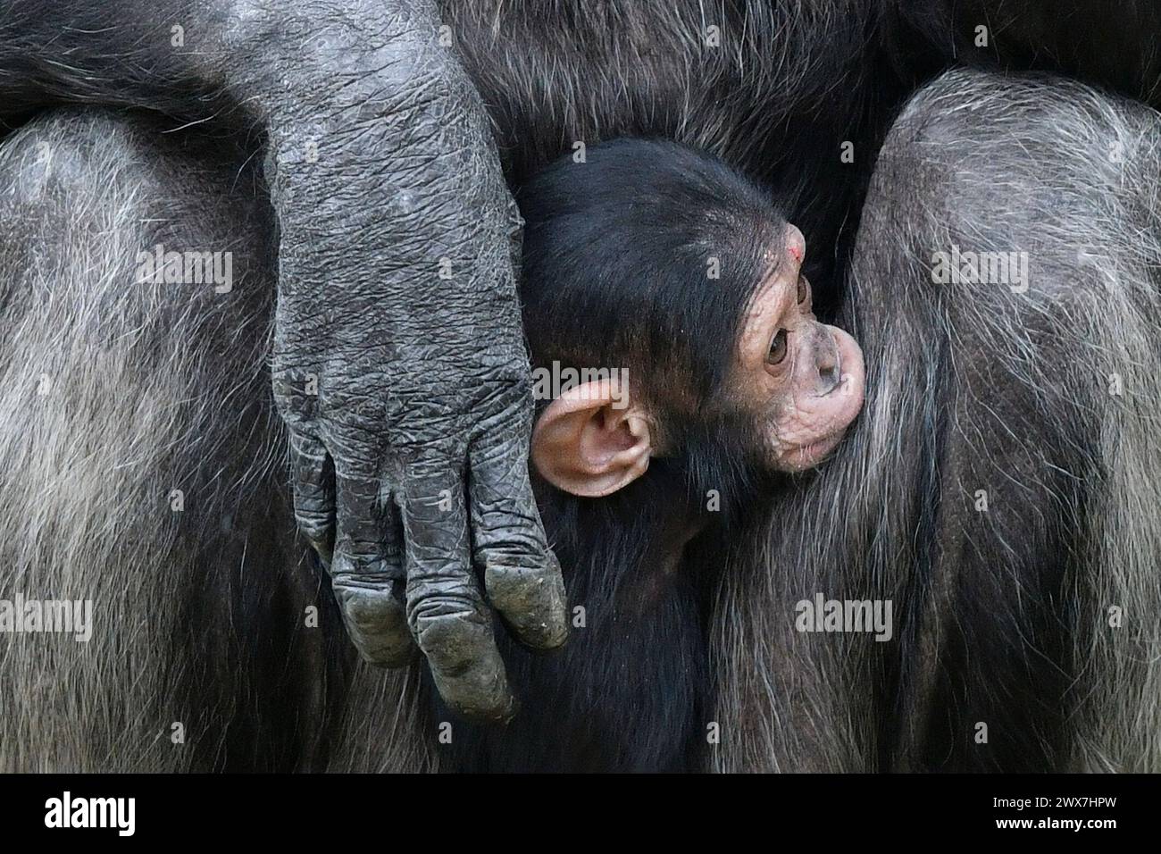 Pilsen, Czech Republic. 28th Mar, 2024. The christening of a male ...