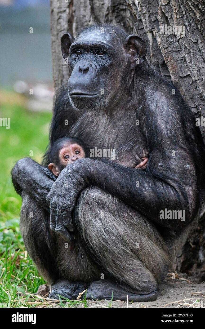Pilsen, Czech Republic. 28th Mar, 2024. The christening of a male ...