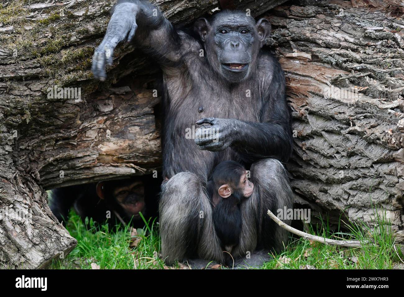 Pilsen, Czech Republic. 28th Mar, 2024. The christening of a male ...