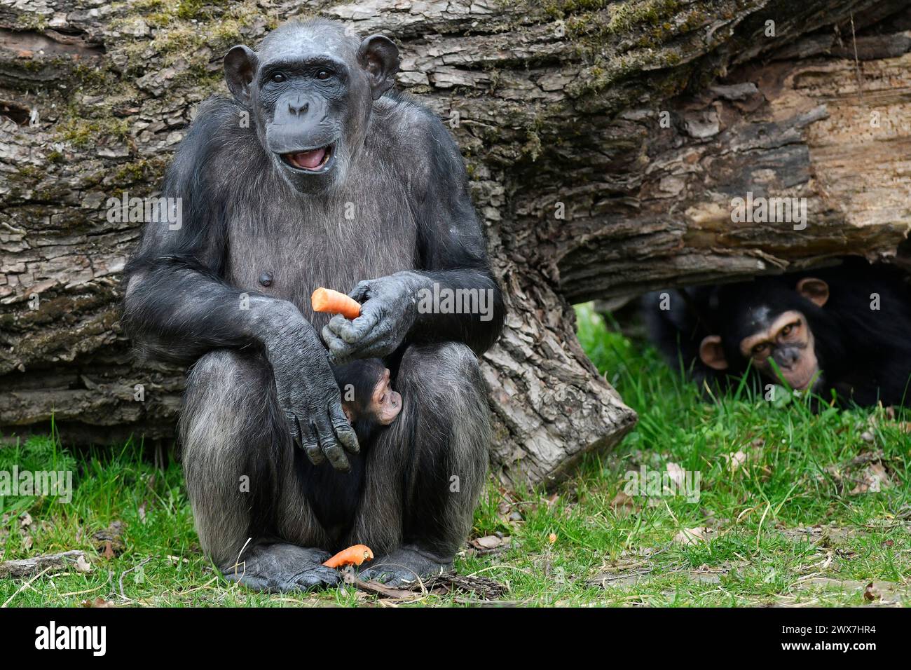 Pilsen, Czech Republic. 28th Mar, 2024. The christening of a male ...