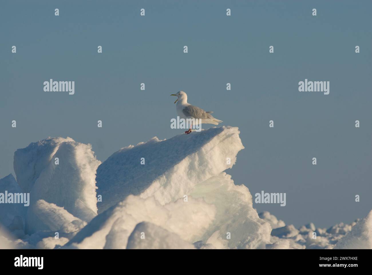 glaucous winged gull Larus glaucesscens calling dult on the pack ice ...