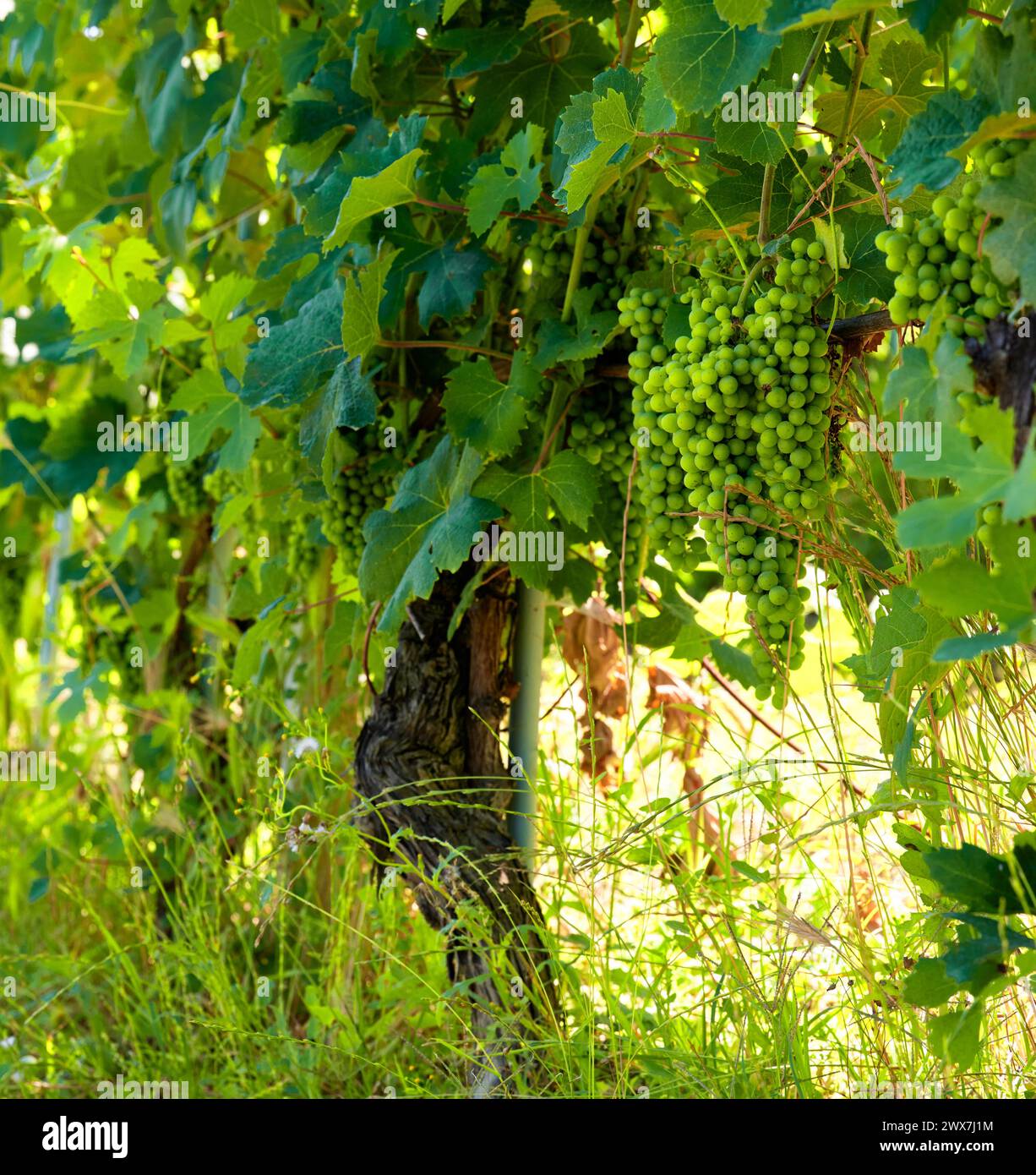 Vineyards of fresh grapes on the hills of the Langhe, in the country of ...