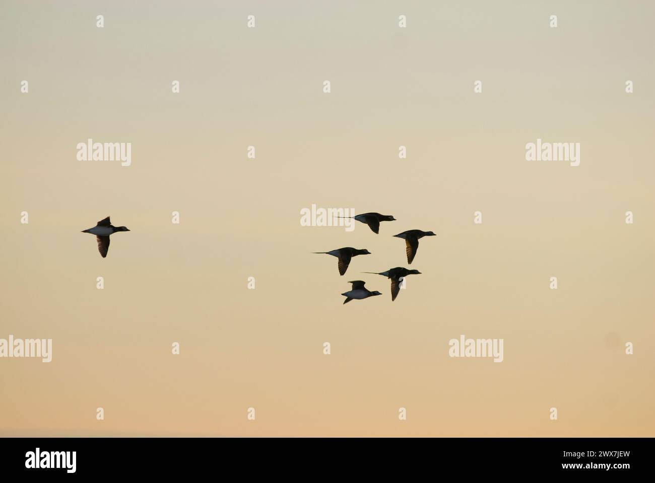 long tail, Clangula hyemallis, in flight over an open lead in the ...