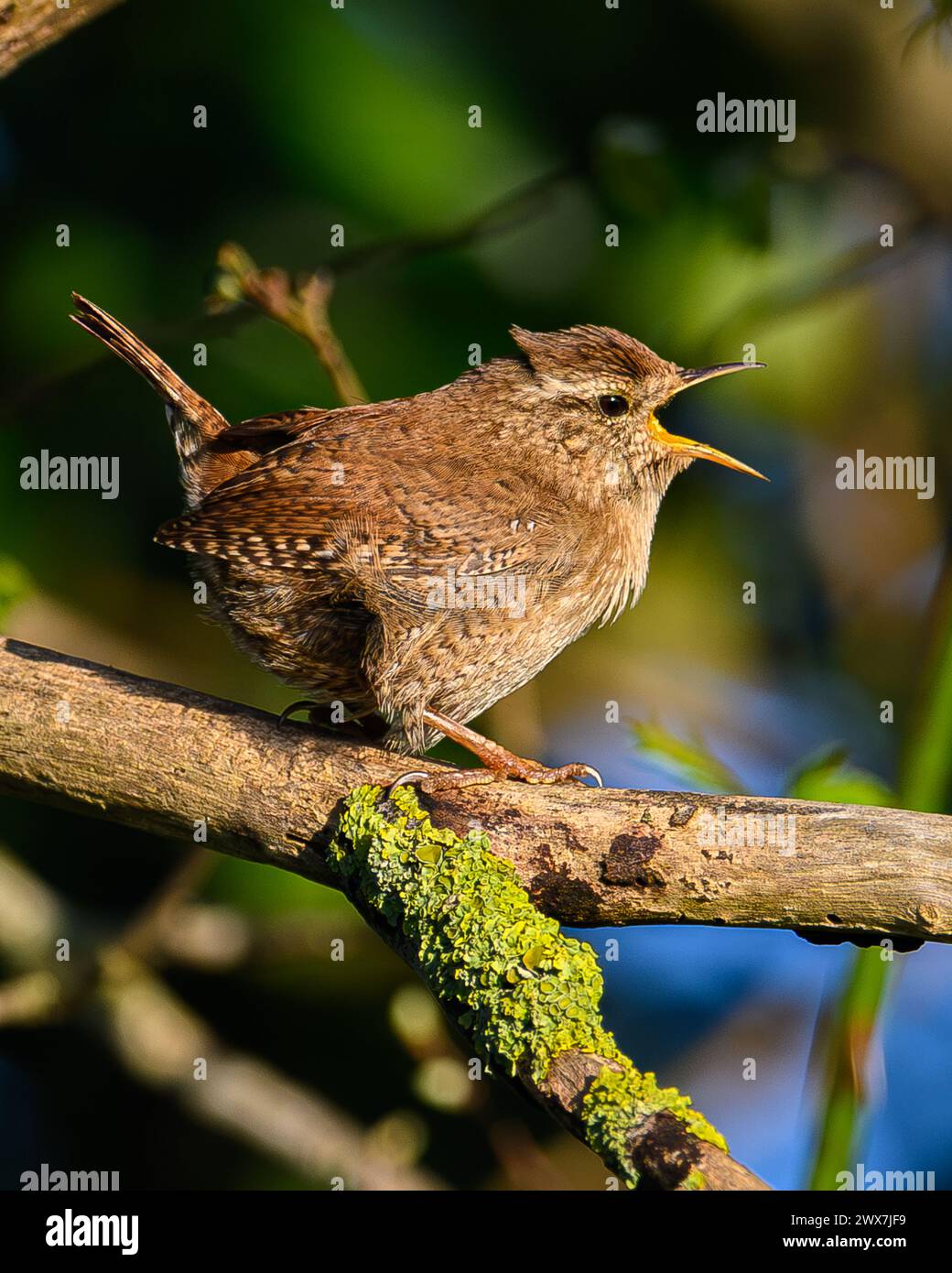 Wren bird uk hi-res stock photography and images - Alamy