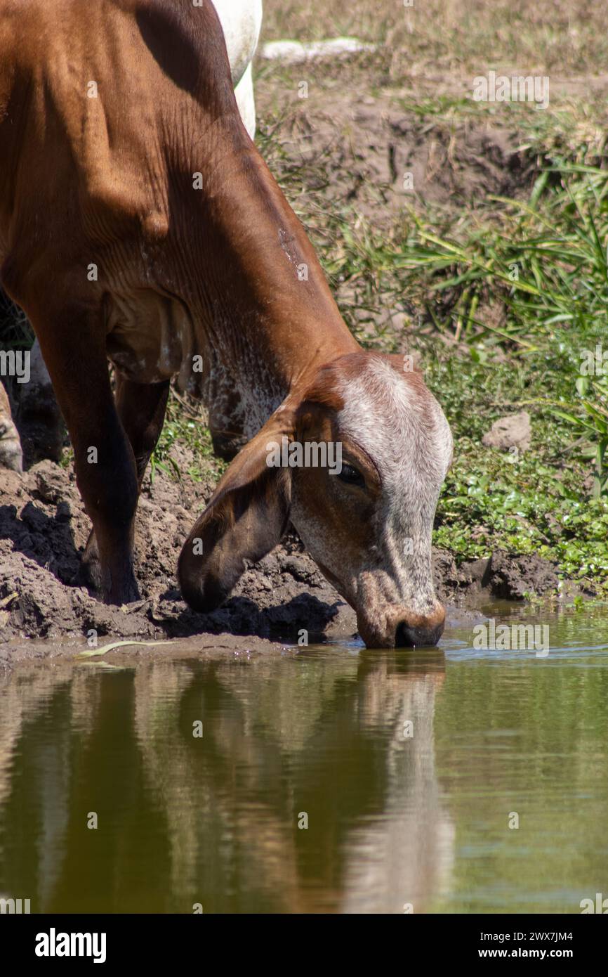 Farm animal drinking water hi-res stock photography and images - Alamy