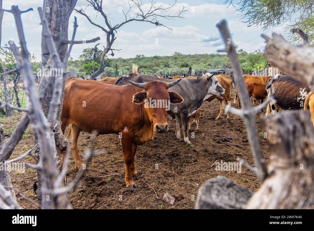 livestock cattle in enclosure village, kraal enclosure for cattle or ...