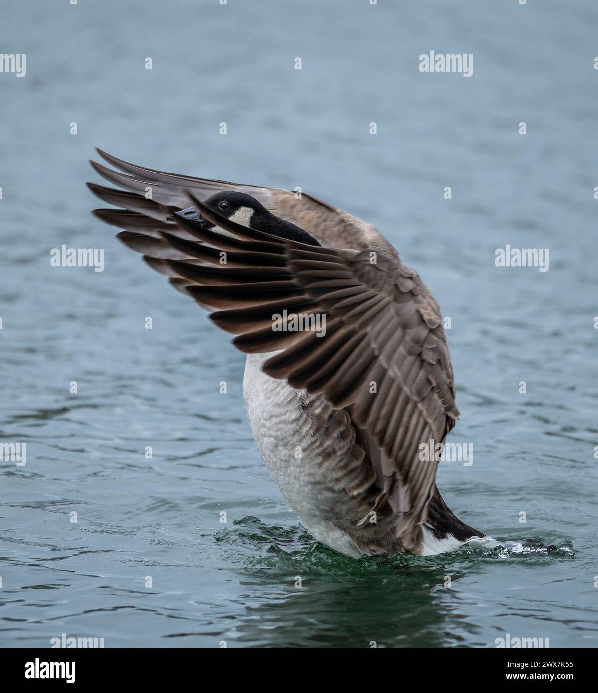 Canada goose in water stretching it's wings and caught mid-flap Stock ...