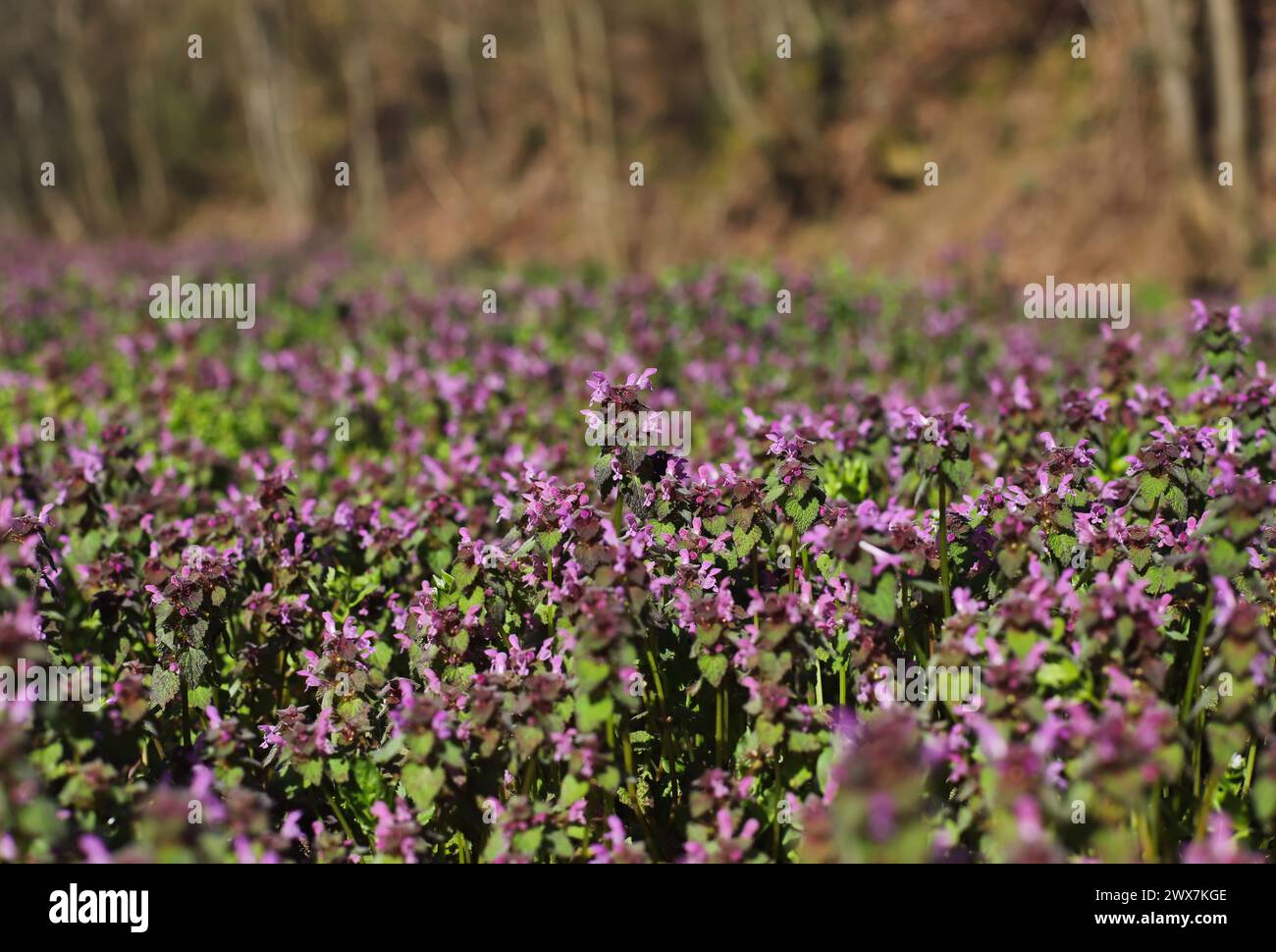 Lamium purpureum, known as purple dead-nettle Stock Photo - Alamy