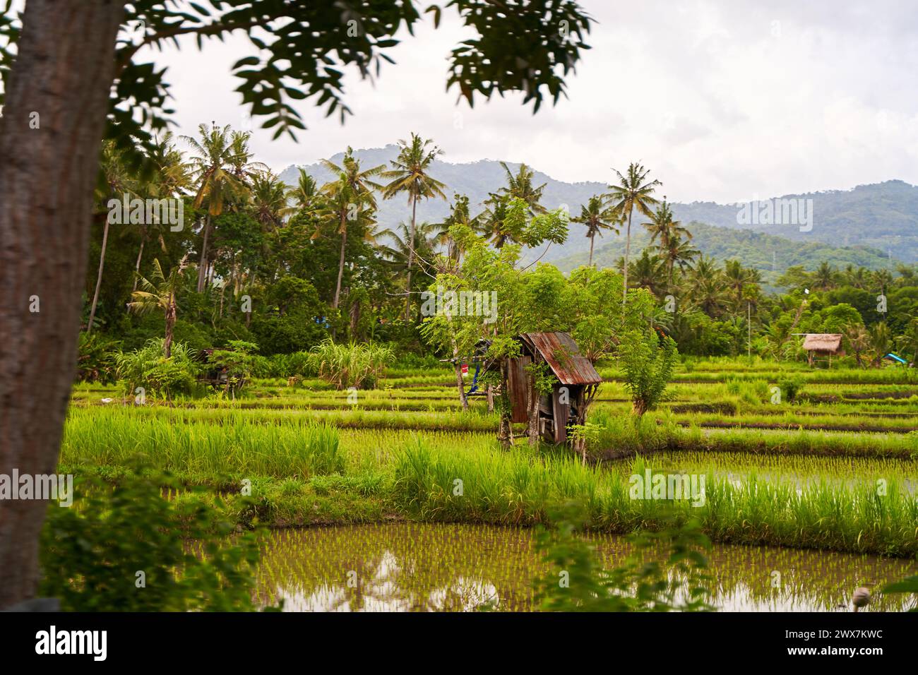 An old rickety straw hut of field workers stands in a rice paddy on the ...