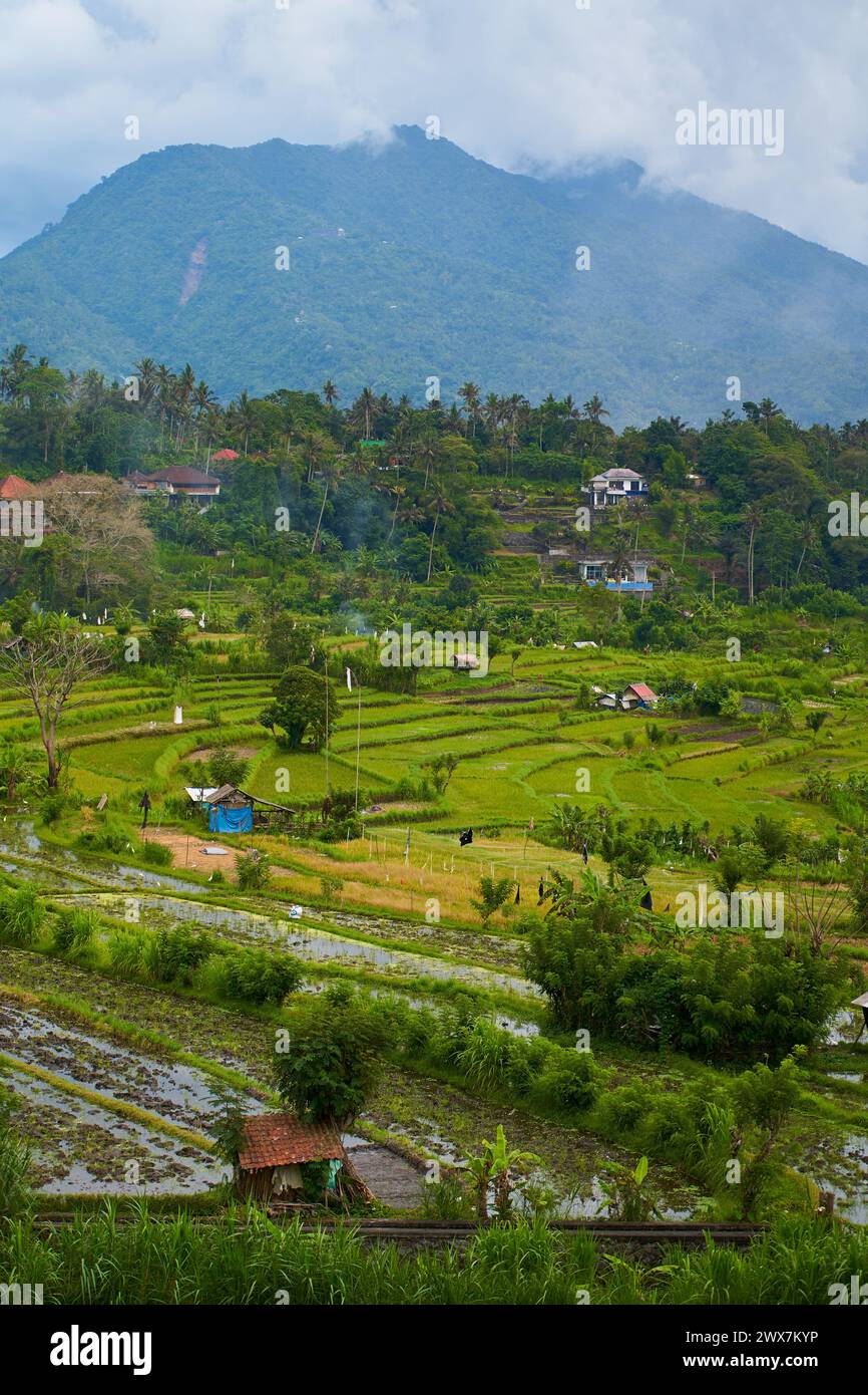 Panorama of the amazing landscape of Asian rice terraces. Palm trees in ...