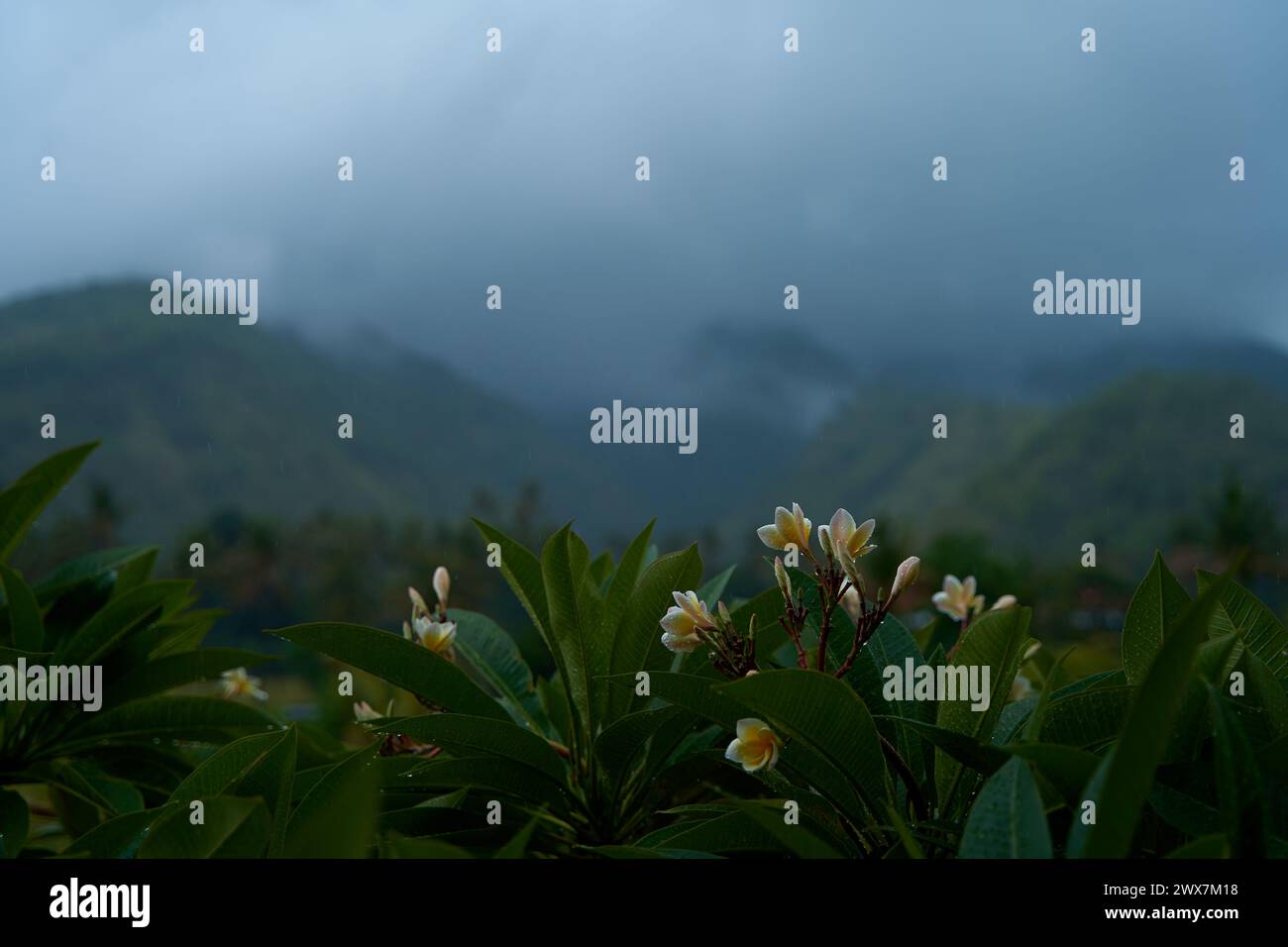 Tropical rainstorm. Drops fall on the Asian flowering frangipani tree ...