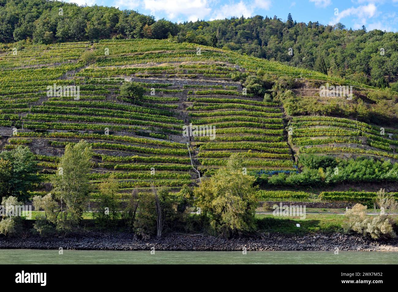 Terraced vineyards rise up the slopes above the Danube River in Lower ...