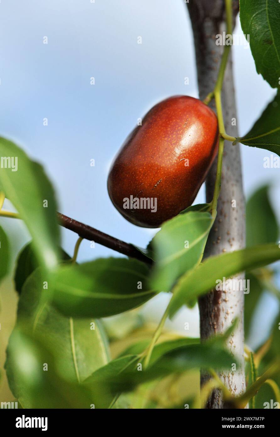 picture of a jujube in the jujubier Stock Photo - Alamy