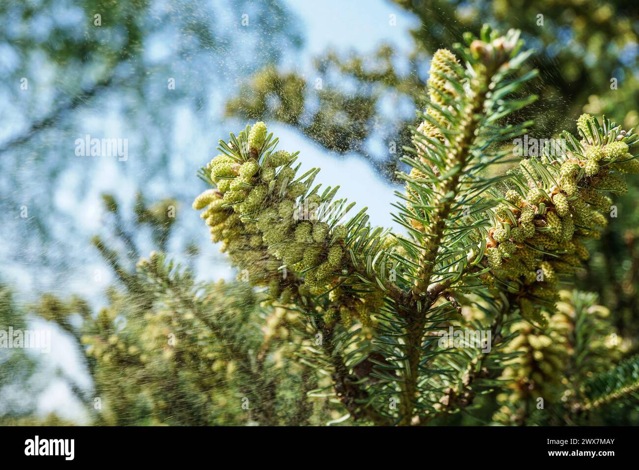 Polens hi-res stock photography and images - Alamy