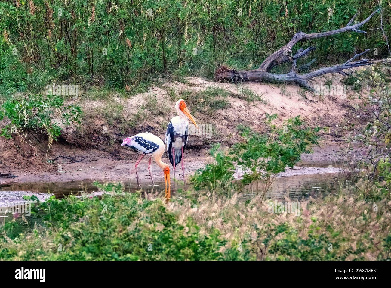 Painted Storks in Yala National Park, Sri Lanka Stock Photo - Alamy