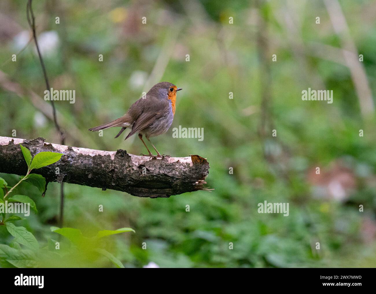European robin, common robin, redbuck. Bird in the forest Stock Photo ...