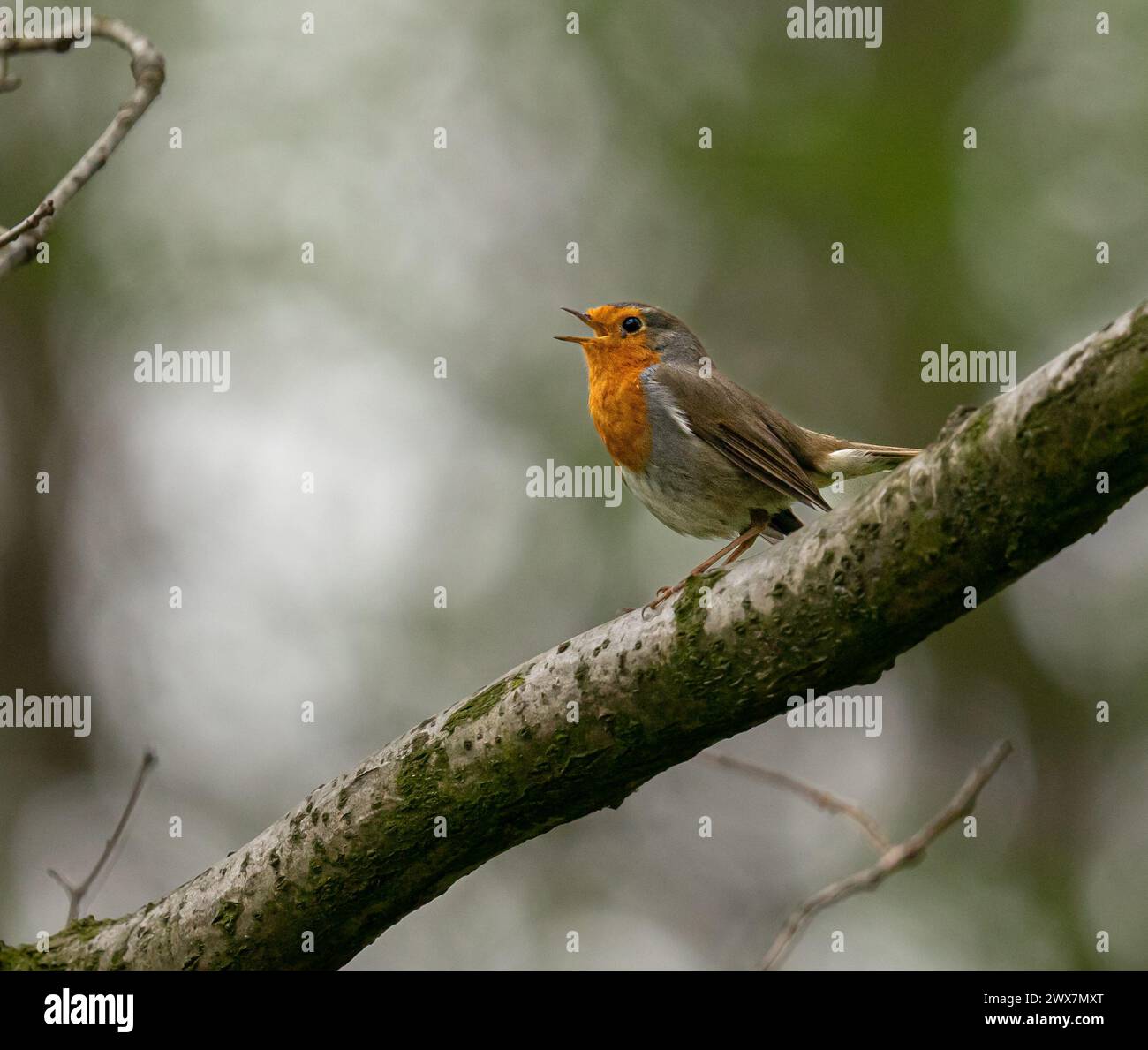 European robin, common robin, redbuck. Bird in the forest Stock Photo ...
