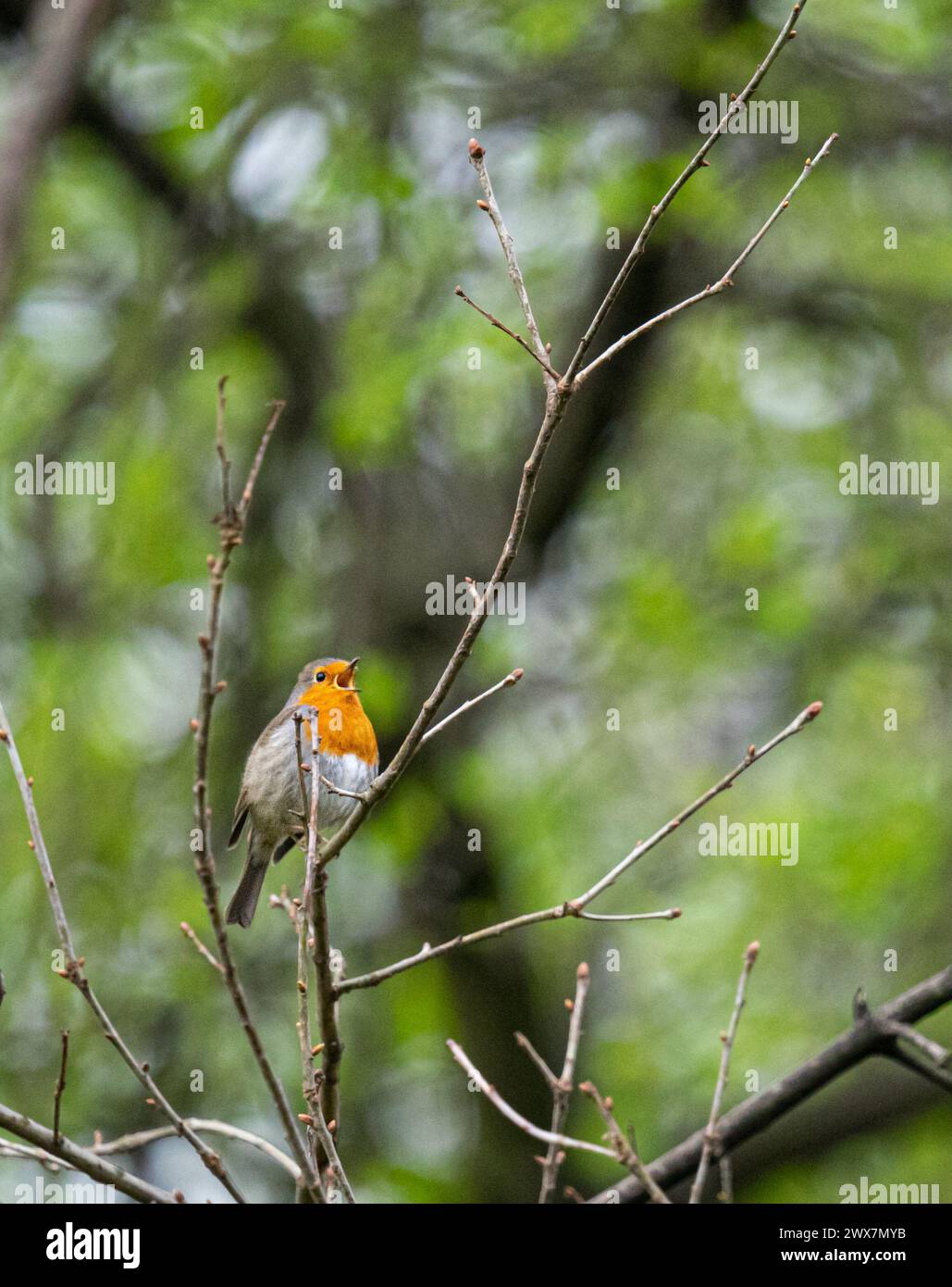 European robin, common robin, redbuck. Bird in the forest Stock Photo ...