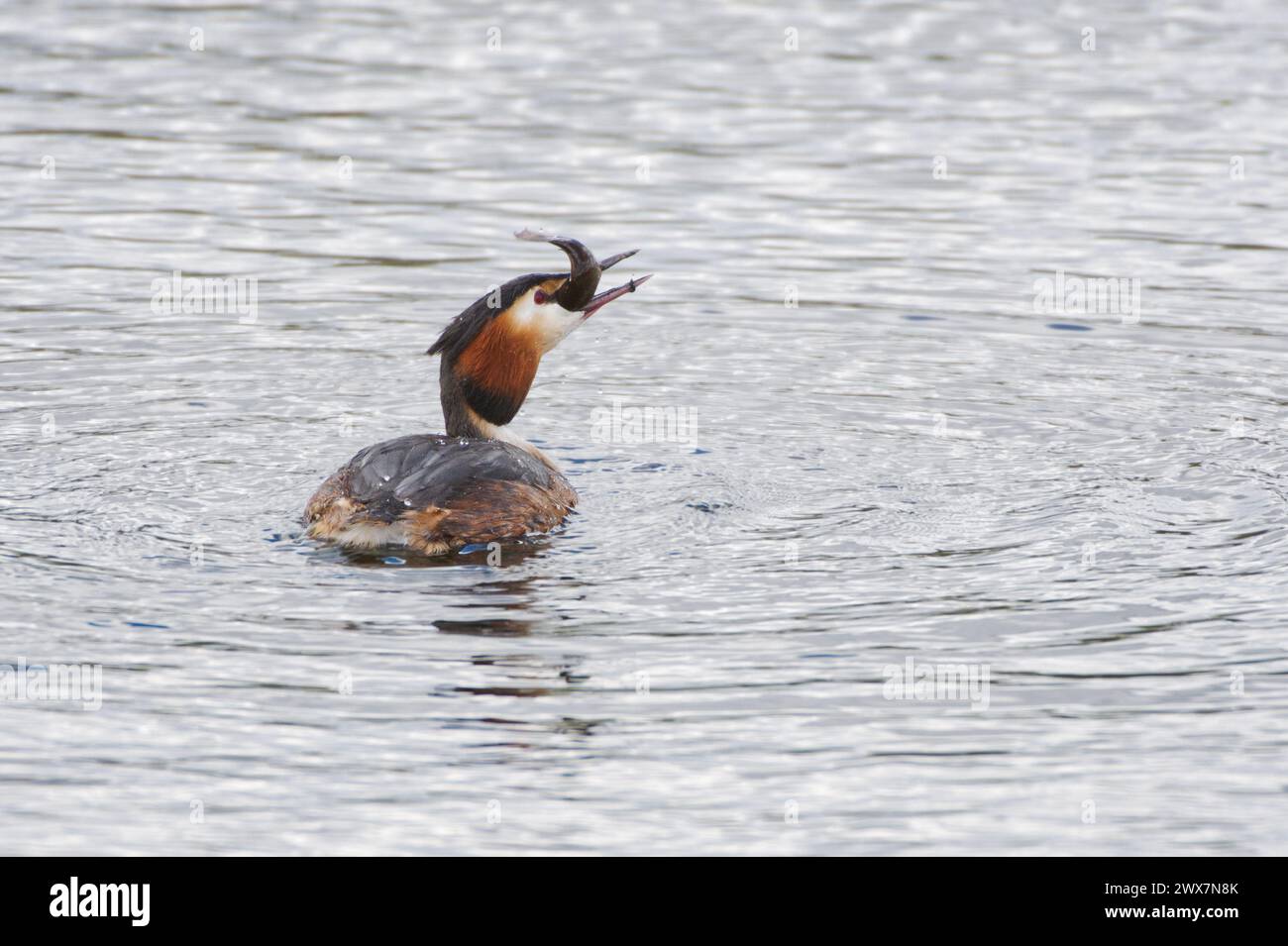 single great crested grebe with a fish in its mouth and only tail of ...
