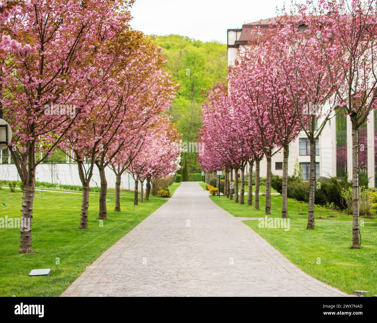 Sakura Cherry blossoming alley. Wonderful scenic park with rows of ...