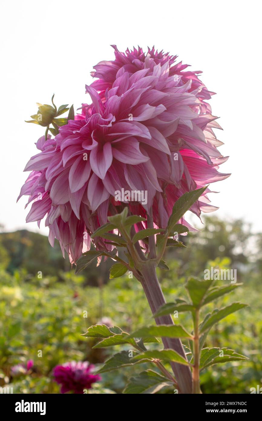 Light Pink Dahlia A Winter Session Flower, Green Leaf, Field, Flower ...