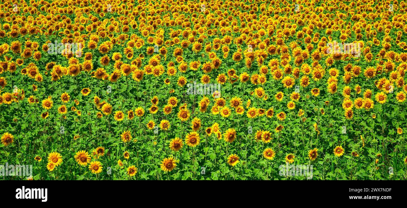 Sunflower plantation on a summer day in full sun with a light wind ...