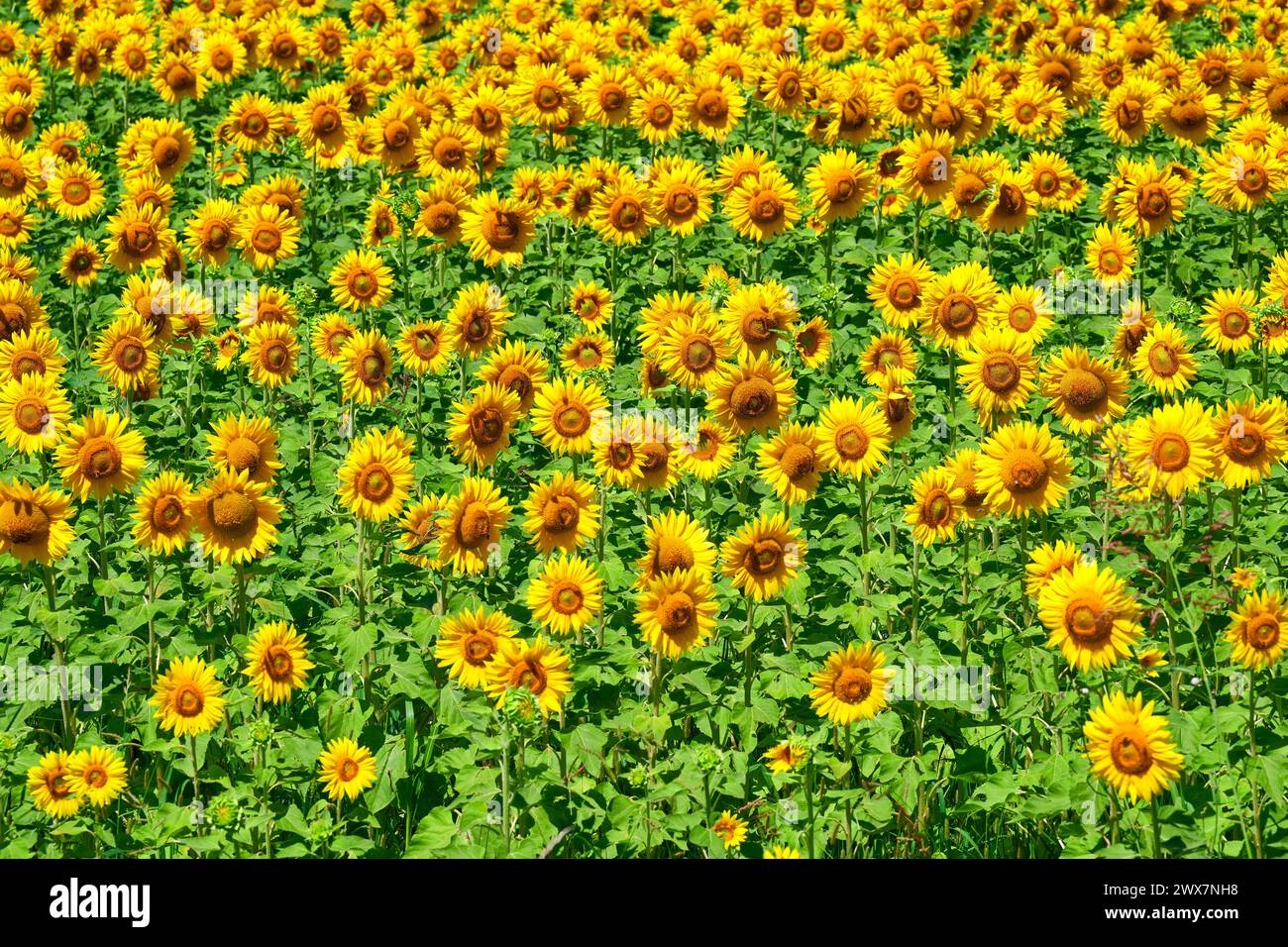 Sunflower plantation on a summer day in full sun with a light wind ...