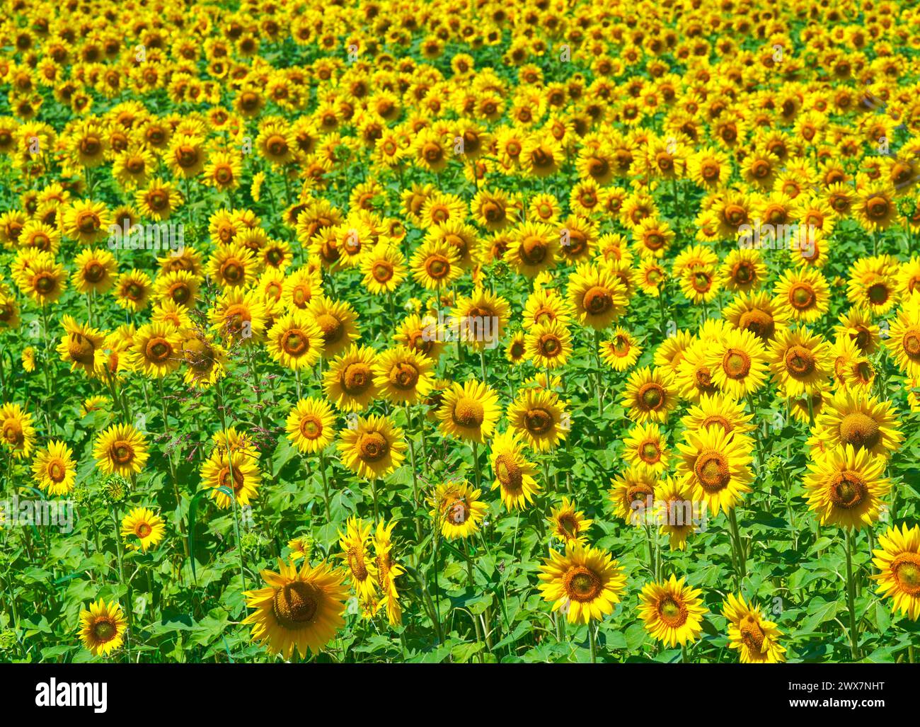 Sunflower plantation on a summer day in full sun with a light wind ...