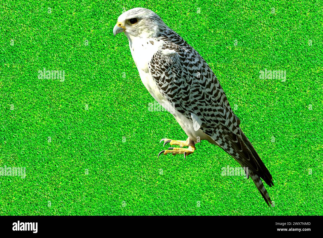 Gyrfalcon Latin name Falco rusticolus is the most northerly of all the ...
