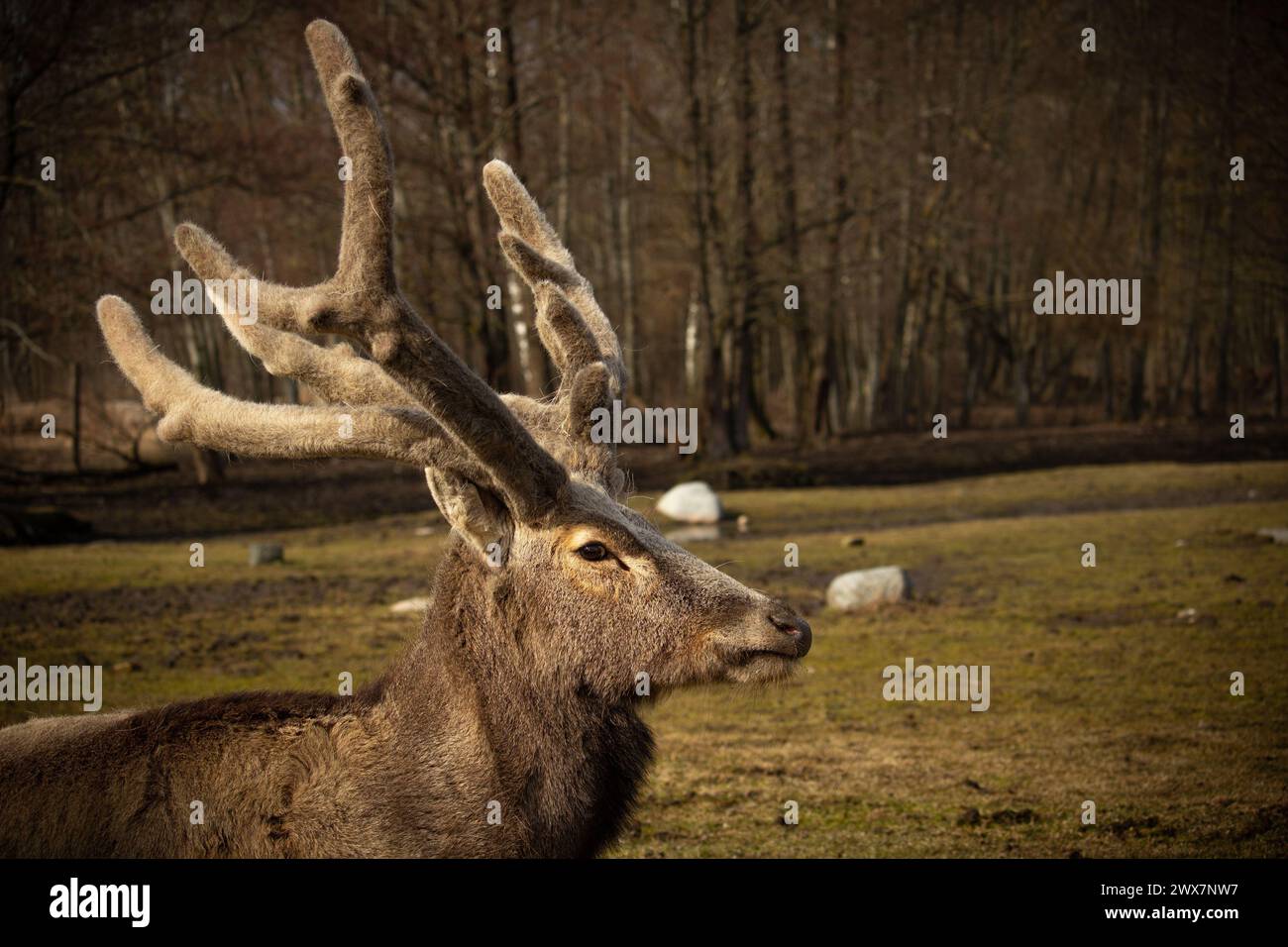 Close-up of the antlers of a father David's Deer covered in velvet skin ...