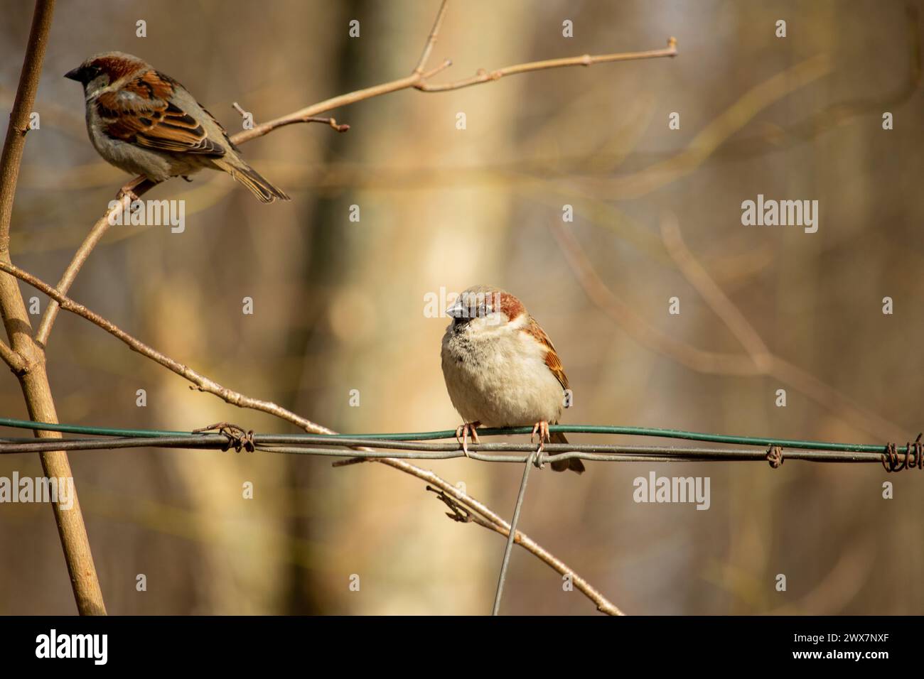Sparrows legs hi-res stock photography and images - Alamy