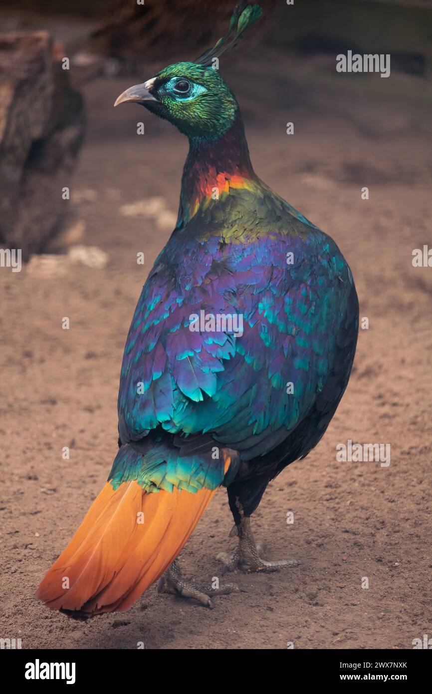 Himalayan monal (Lophophorus impejanus), also known as the Impeyan ...