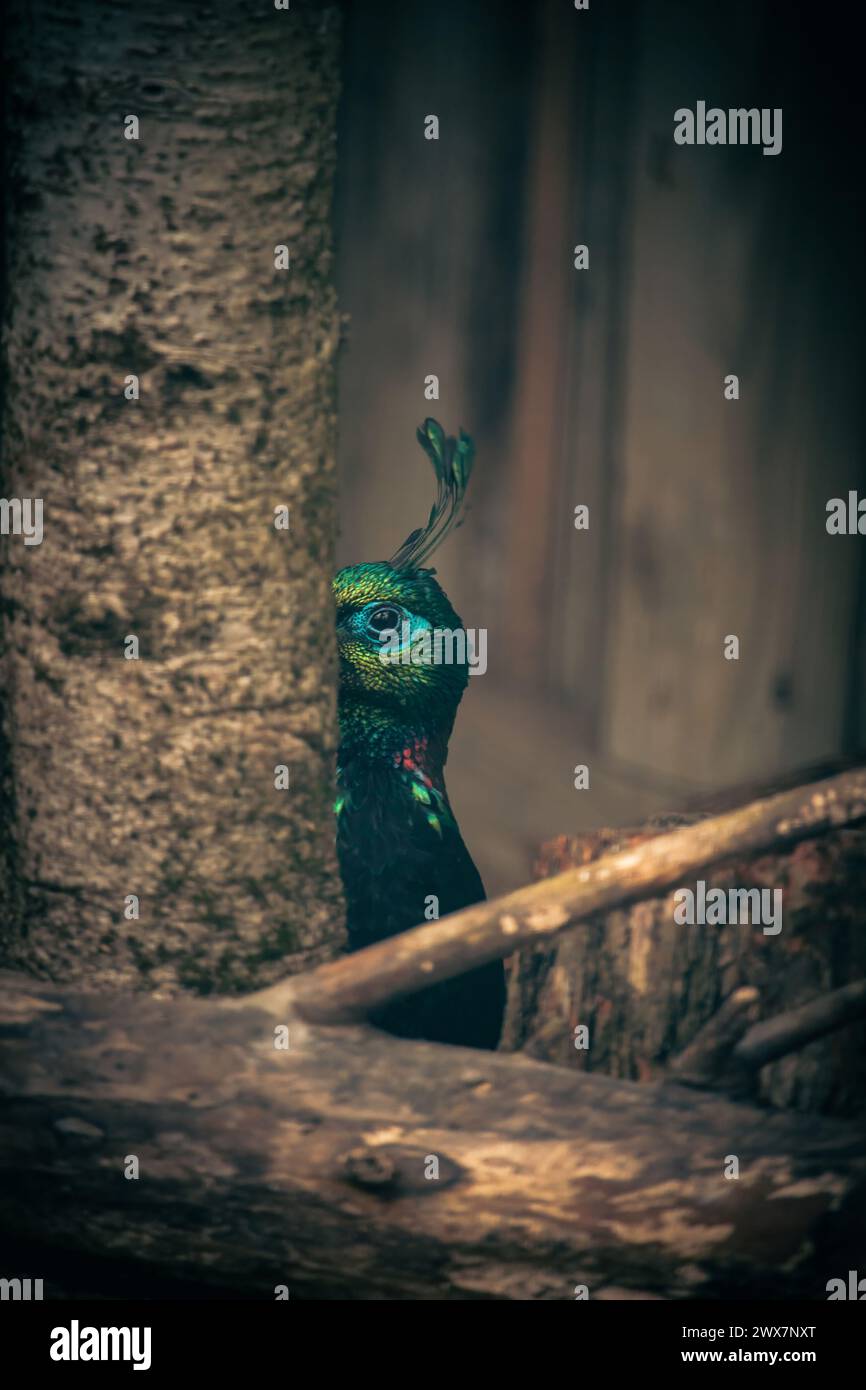 Impeyan pheasant hi-res stock photography and images - Alamy