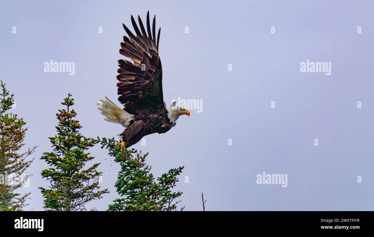 Bald Eagle on a tree with wings. Newfoundland, Canada Stock Photo - Alamy