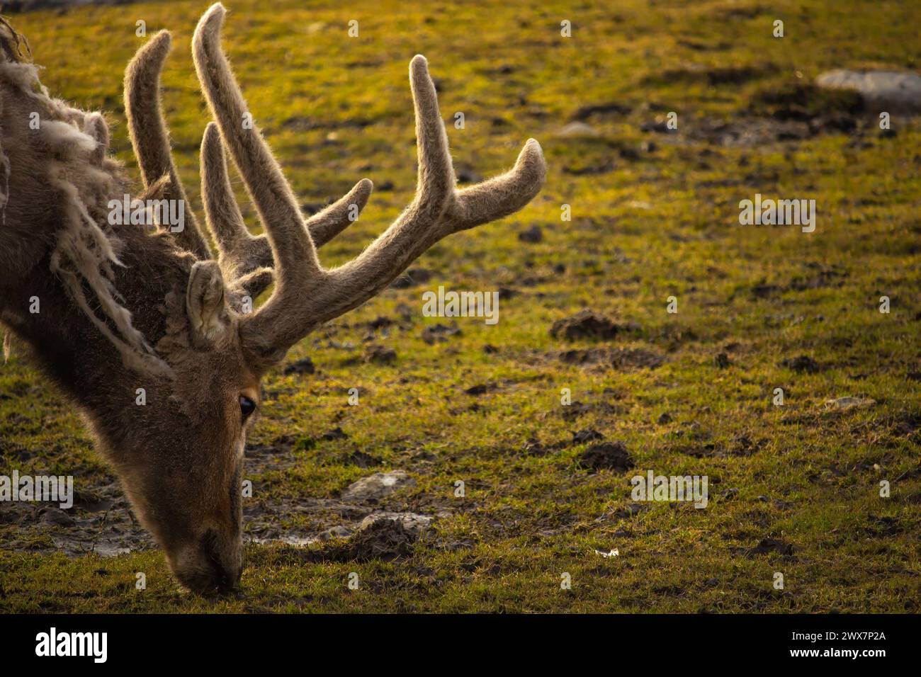 A father David's Deer molting his coat. Early spring Stock Photo - Alamy