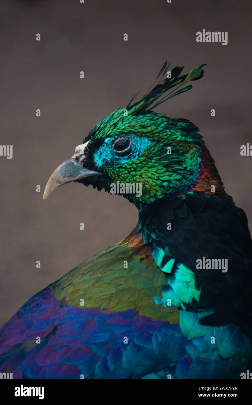 Himalayan bird species hi-res stock photography and images - Alamy