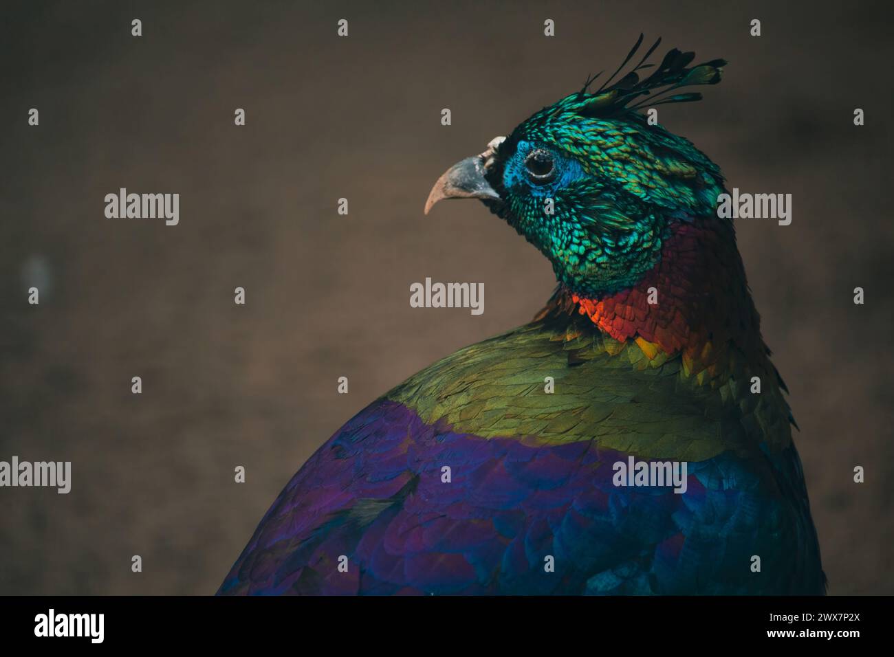 Himalayan monal lophophorus impejanus national hi-res stock photography ...