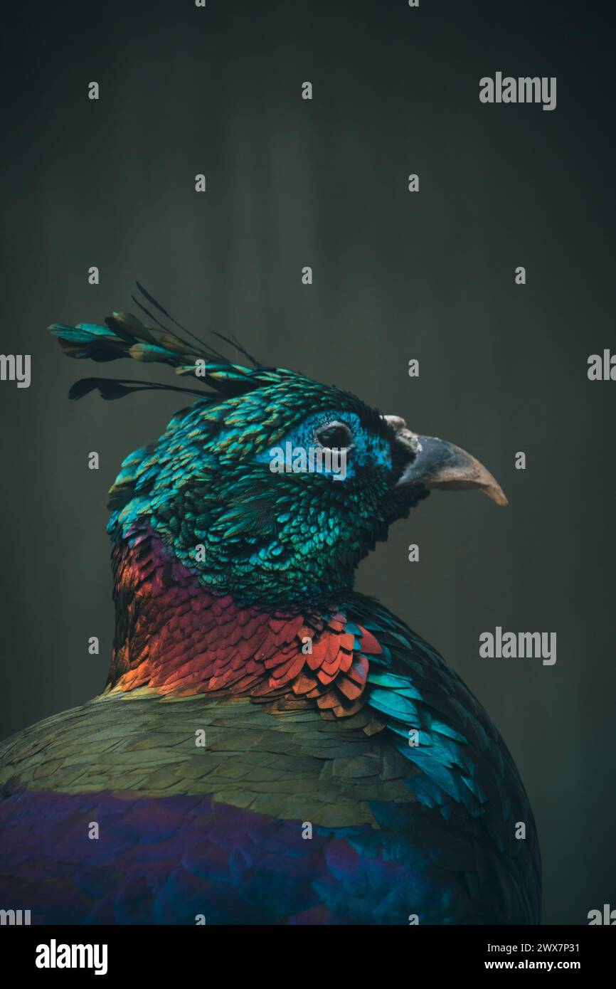 Himalayan bird species hi-res stock photography and images - Alamy