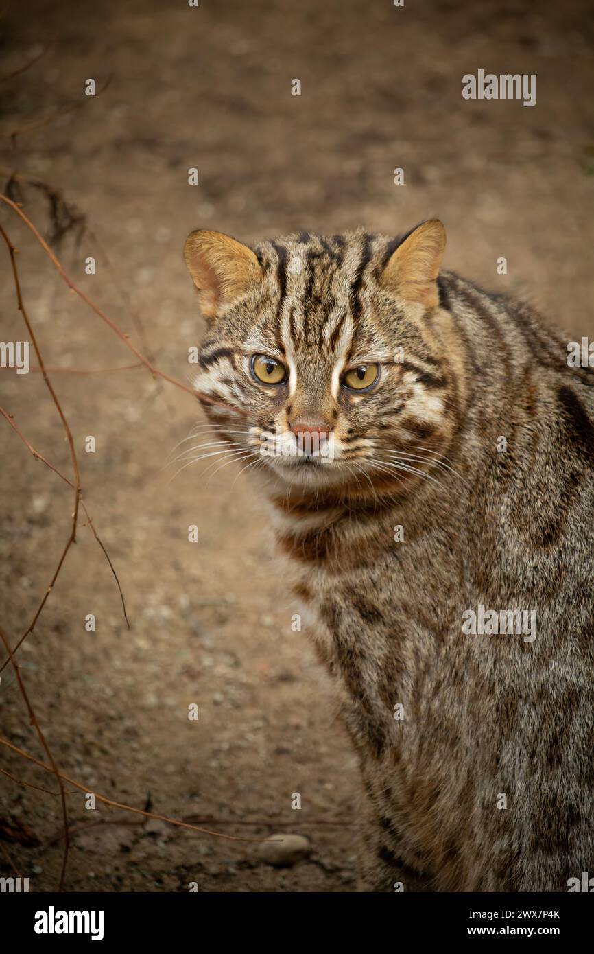 wild far eastern forest cat or amur leopard cat Stock Photo - Alamy