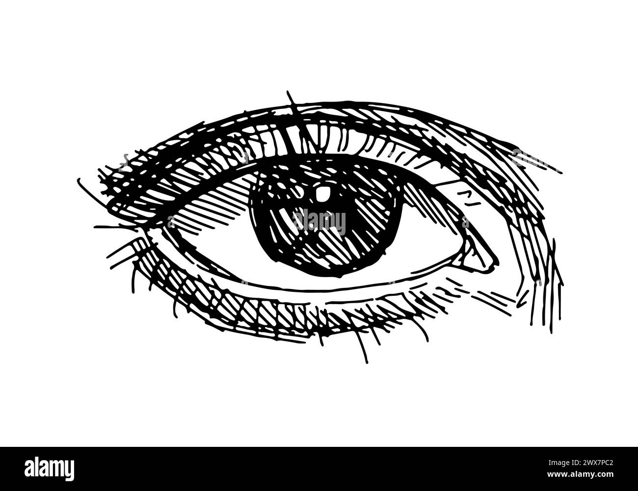Sketch engraving style. Hand drawn vintage female eye. Vector in sketch ...