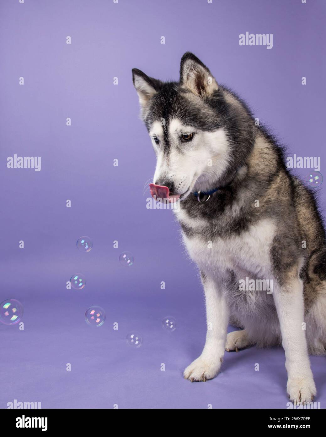 A black and white Siberian Husky on a purple background playing with ...