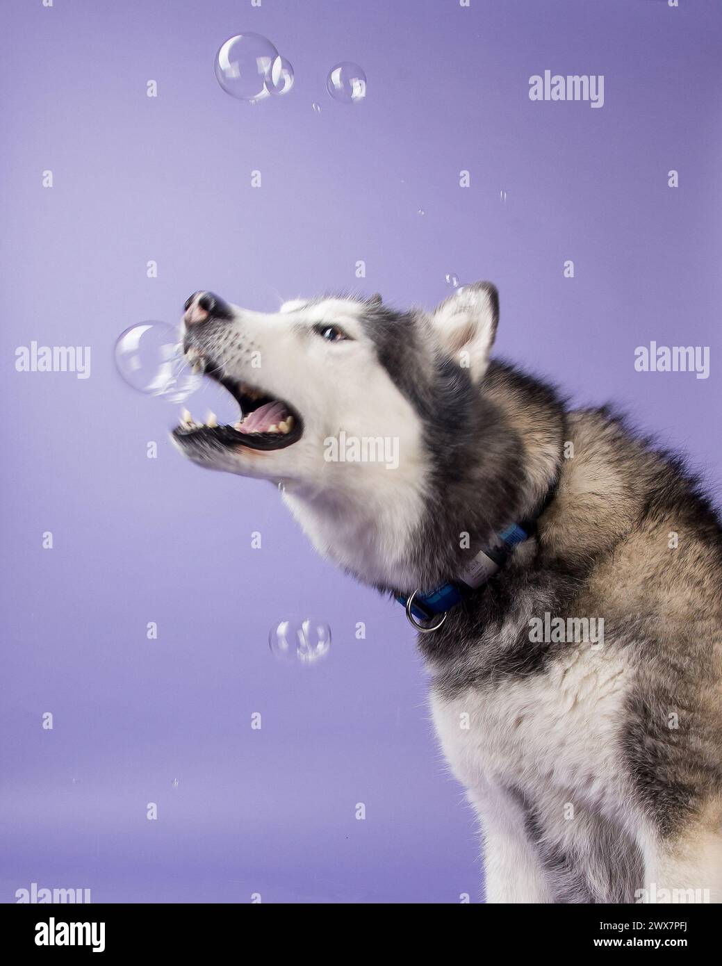 Husky Chasing The Bubbles Terrier Dogs: Sizes, Personality & Behaviour
