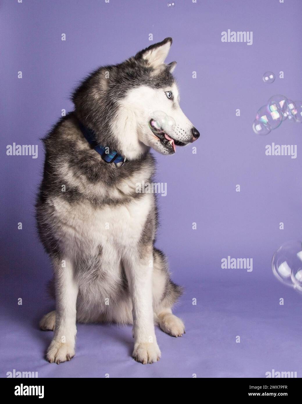 Cute fluffy siberian husky puppy hi-res stock photography and images ...