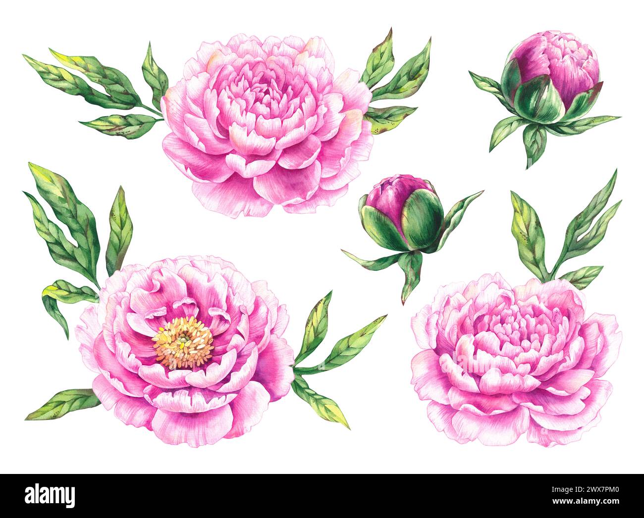 Watercolor pink peonies. Hand drawn flowers blooming with petals, buds ...