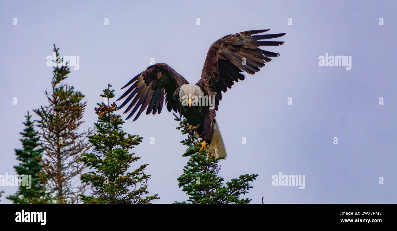 Bald Eagle on a tree with wings. Newfoundland, Canada Stock Photo - Alamy