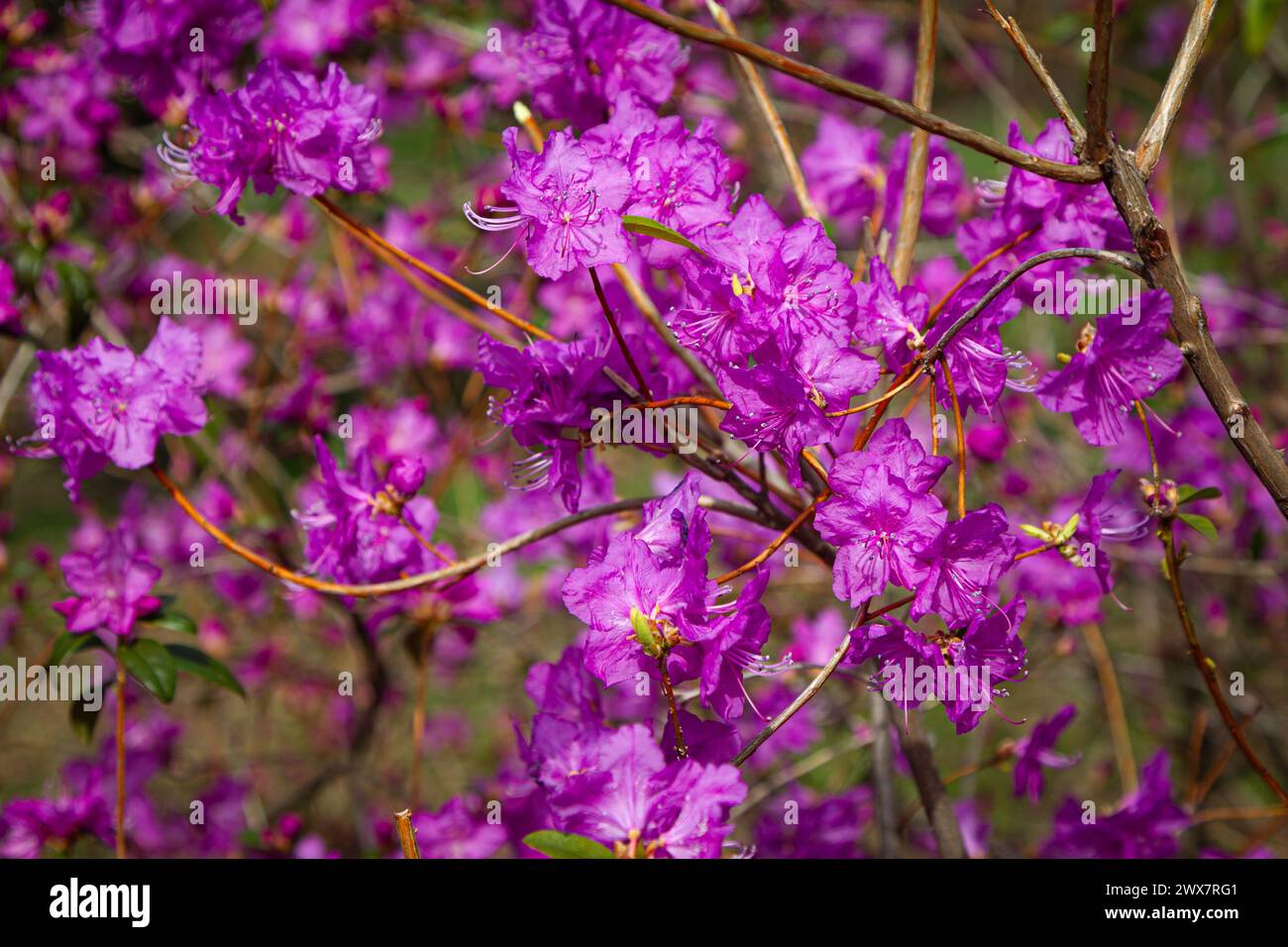 Non Exclusive: KYIV, UKRAINE - MARCH 28, 2024 - A shrub blooms in ...